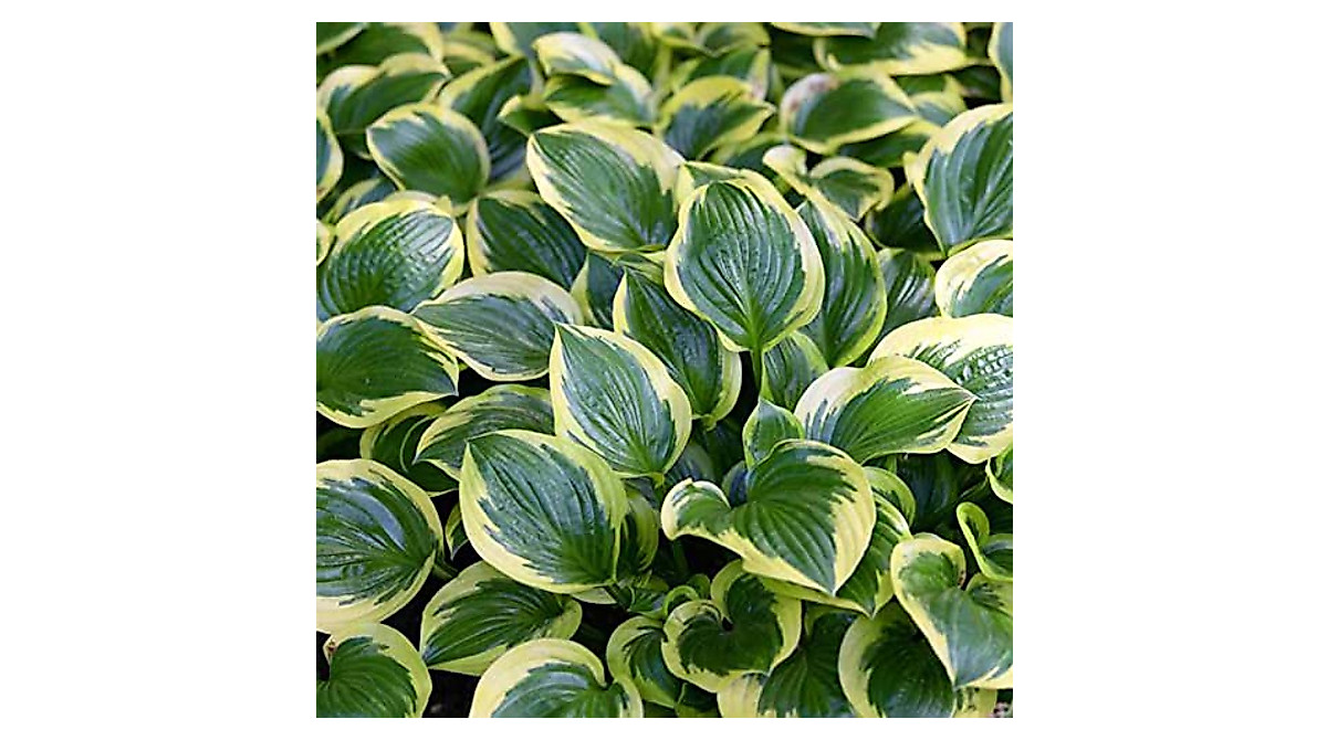 Heirloom Hosta Flower Seeds: High Germination for Garden & Patio