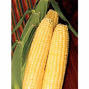 Bodacious RM Sweet Yellow Corn Seeds for Planting, 50+ Seeds Per Packet, (Isla's Garden Seeds), Non GMO Seeds, 90% Germination Rates, Scientific Name: Zea Mays, Great Home Garden Gift