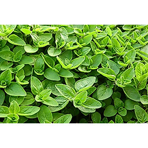 TKE Farms - Marjoram Seeds for Planting, 500 mg approxi. 2000 Seeds, Origanum majorana