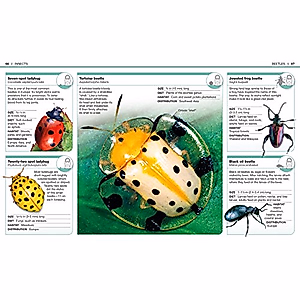 Pocket Genius: Bugs: Facts at Your Fingertips