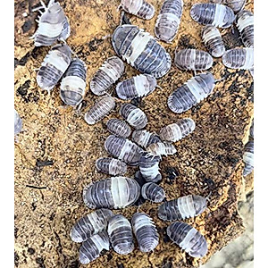 Panda King Isopods 6 Count Live Insects Cubaris Roly Poly Cleanup Crew for Terrarium Reptile Pet Food