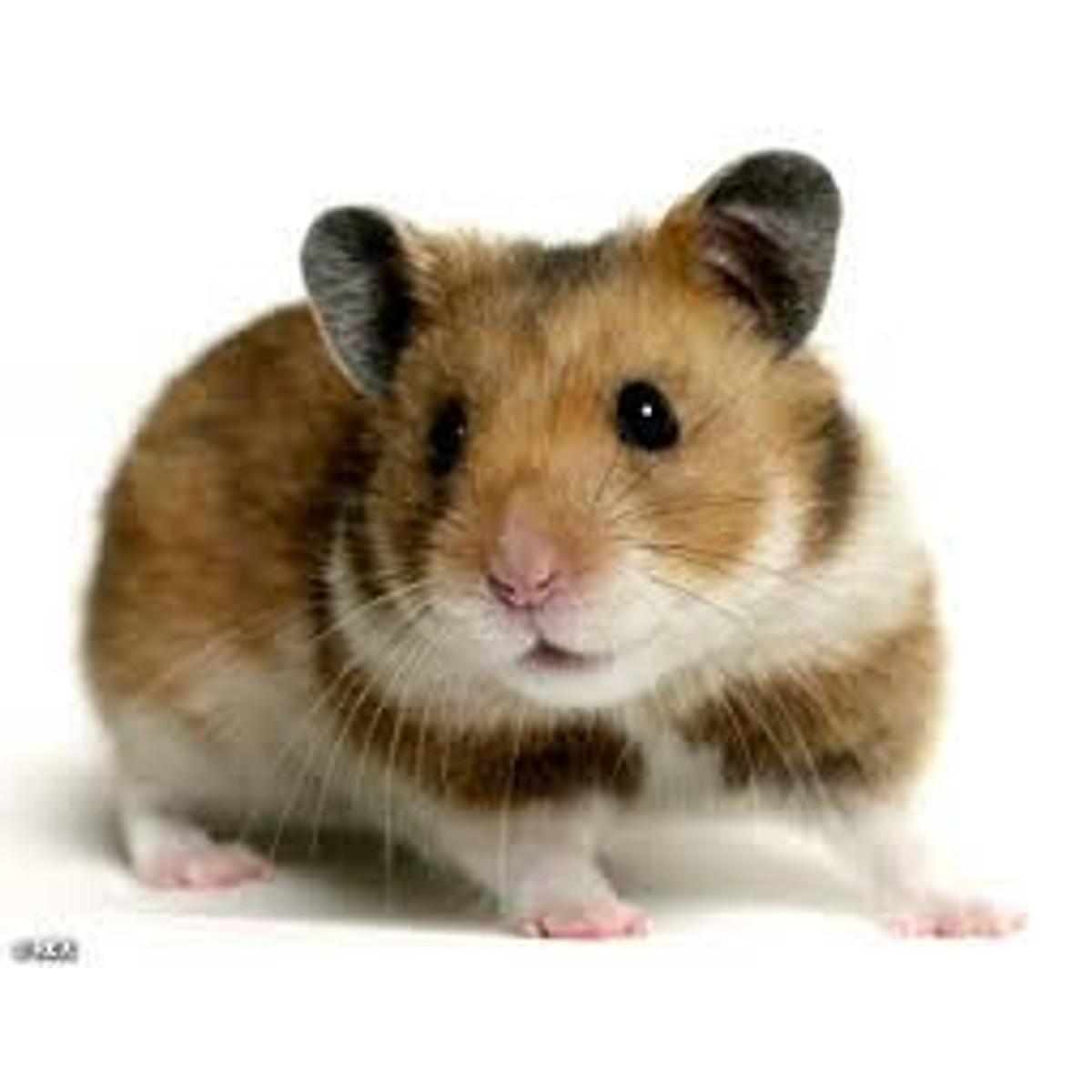 Rodent Pet Food 2 Pounds for all Types of Rodents Complete Diet Mice Rats, Gerbils Hamsters Squirrels Blocks for all Your Large or Small Rodent Needs No Dust Harlan 8640 Teklad Bulk