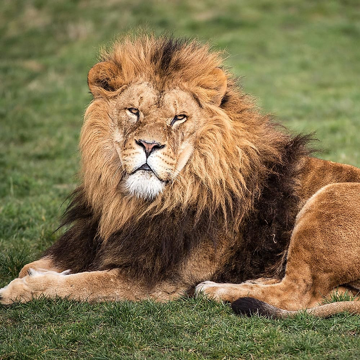 Fahlo Lion Tracking Bracelet, Elastic, supports EWASO Lions, one size fits most for Men and Women (Sky Stone)
