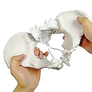Evotech Flexible Female Pelvis Model On Elastic, Life Size Female Pelvic Skeleton Model W/Bungee, Anatomy Medical Model for Science Education, Midwife in Obstetrics, Gynecology & Patent Communication