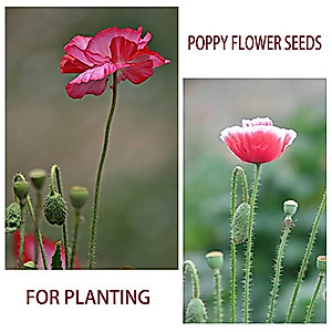 10000+ Mix Color California Poppy Flower Seeds for Planting Open-Pollinated Non GMO, Year Round Planting (Pink, Red, White, Yellow)