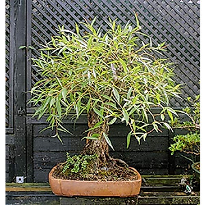 Bonsai Globe Willow Tree - Large Thick Trunk Cutting - Naturally Round & Symmetrical Canopy - Indoor Outdoor Live Bonsai Tree Plant