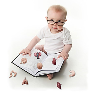 8 Pcs Human Body Model for Kids Human Organ Model Anatomy, 3D Anatomy Model Realistic Brain Heart Lung Liver Stomach Large Intestine Small Intestine Kidney Models for Halloween Party Prop