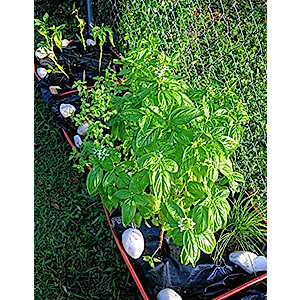 EarthPods Premium Garden Herbs & Vegetable Plant Food – Easy Organic Fertilizer Spikes – 100 Count – Supports Healthy Root & Leaf Growth (Great for Kitchen Herbs & Lettuce Garden, Ecofriendly)