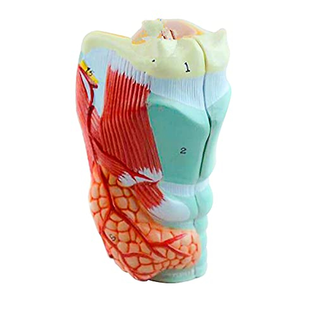 Professional Magnified Human Larynx Joint Simulation Model Medical Anatomy Type:YR-H-XC-301