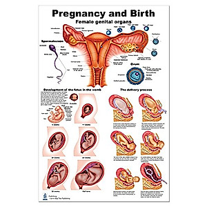 Pregnancy and Birth Poster 24 x 36 Heavy Plastic and Dry Erase Compatible