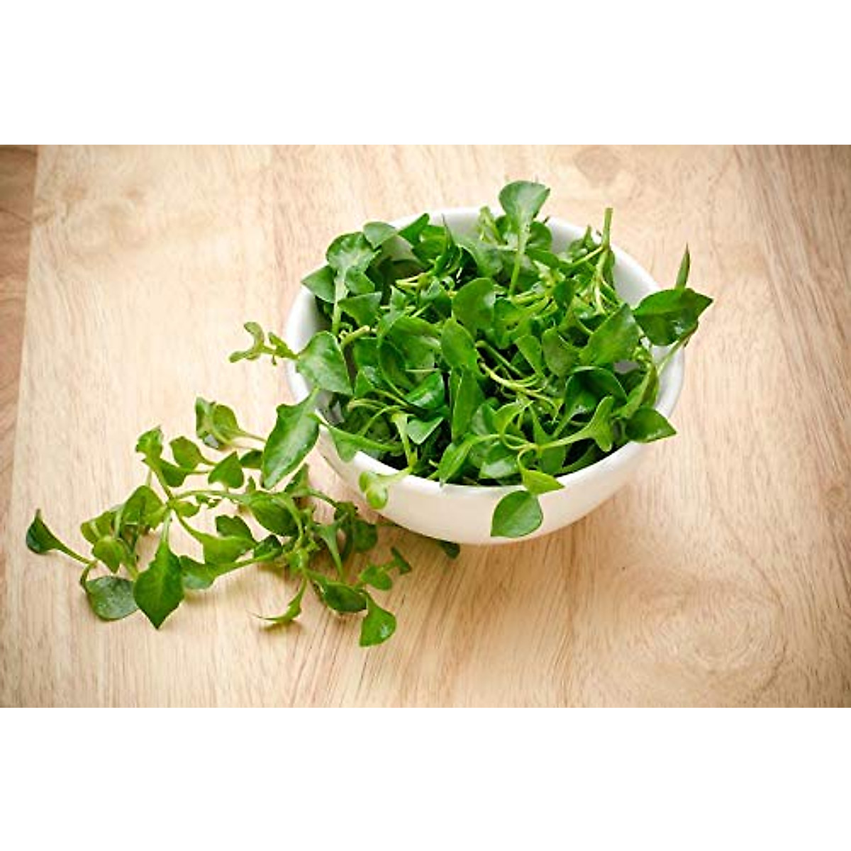 Curled Cress Seeds for Planting, aka "Garden Cress", 500+ Heirloom Seeds Per Packet, (Isla's Garden Seeds), Non GMO Seeds, Botanical Name: Lepidium sativum, Great Home Herb Garden Gift
