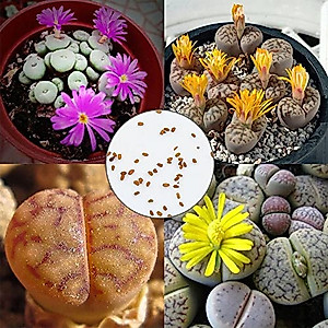 ROGERSEED 1000+ Mixed Rare Lithops Seeds - Succulent Cactus Seeds Planting for Garden Bonsai - Non-GMO