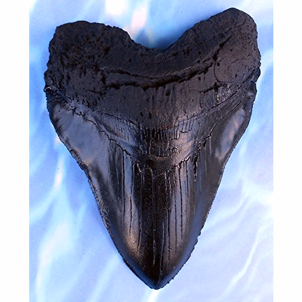 Massive 6-Inch Megalodon Shark Tooth, with serrations(Replica)