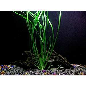 Discus-Warm Water Aquarium Plant Bundle