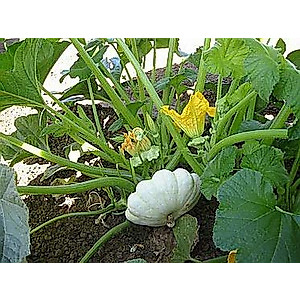 Bennings Green Tint Summer Squash, 30 Heirloom Seeds Per Packet, Patty Pan Squash, Non GMO Seeds, Botanical Name: Cucurbita Pepo, Isla's Garden Seeds