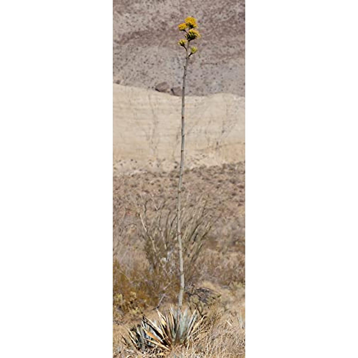 DesertUSA Desert Garden Seed Starter Kit