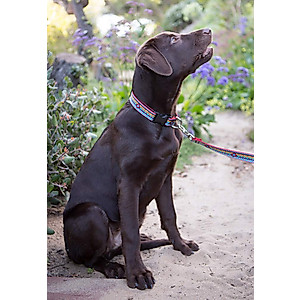 Lupine Dog Collar 1" Wide El Paso Design adjusts 16-28" Long
