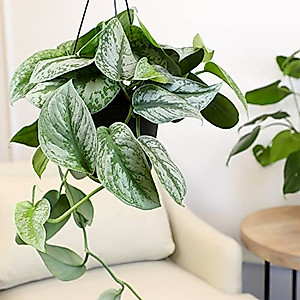 Silver Satin Pothos Plant Live Plant Hanging Basket, Silver Pothos Hanging Plant Live House Plants Indoors, Real Plants Indoor Live Plants Indoor Plants Live Houseplants Live Indoor by Plants for Pets