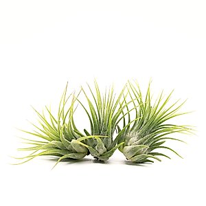 NW Wholesaler - Pack of 3 Tillandsia Air Plants 1-2 Inch - Assorted Air Plant Bundle - Live Indoor House Air Succulents - Air Ferns