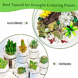 Perlite for Plants - 8QT Organic Perlite Bulk for Indoor Plants, Succulents, Vegetables, Garden, Horticultural Perlite for Soil, Potting Soil Mix, Root Cuttings, Seed Starting