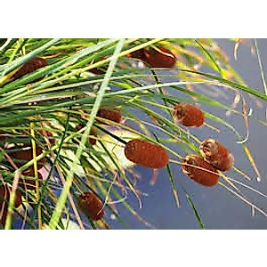 1196-Dwarf Cattails (Typha laxmannii) Seeds by Robsrareandgiantseeds UPC0764425788492 Non-GMO,Organic,USA Grower,Bonsai,Showy, Butterfly Flower,1196 Package of 25 Seeds