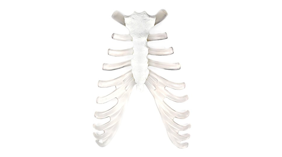 Human Sternum Bone & Cartilage Model - Realistic and Durable