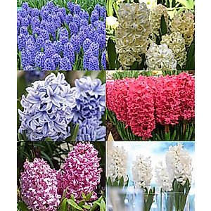 5 Fondant Pink Hyacinth Bulbs