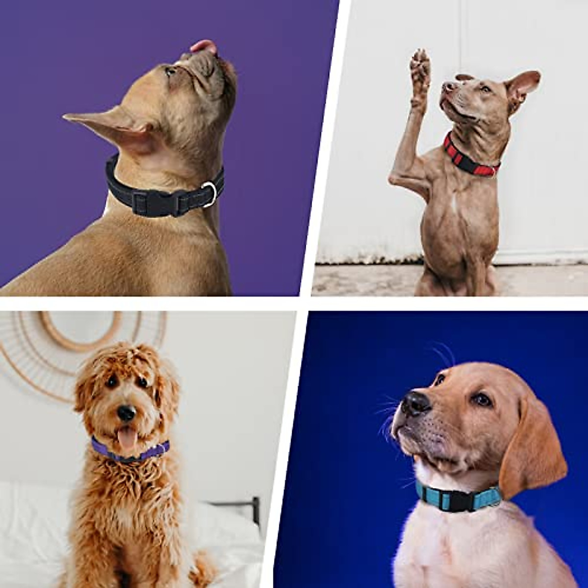 Brilliant Paw Reflective Dog Collar, Adjustable Nylon Collar, Strong Yet Comfortable, Safety Locking Buckle, Length Adjustable for Small Medium and Large Dog