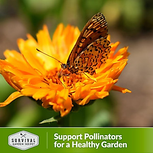 Calendula Pacific Beauty (Mixed) Seed for Planting - 1 Packet with Instructions to Plant and Grow Colorful Pot Marigold in Your Home Flower Garden - Non-GMO Heirloom Variety - Survival Garden Seeds