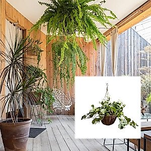 Pure Garden Faux Flowers White Geranium Hanging Natural and Lifelike Floral Arrangement with Basket for Home or Office