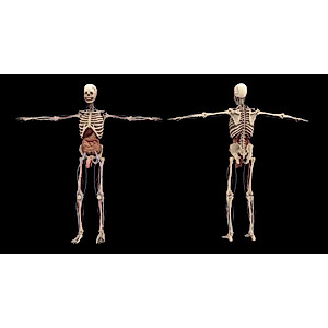 Posterazzi 3D rendering of human skeleton with internal organs Poster Print, (19 x 10)