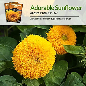 Survival Garden Seeds - Dwarf Sungold Sunflower Seed for Planting - Packet with Instructions to Plant and Grow Pom-Pom Teddy Bear Flowers in Your Home Vegetable Garden - Non-GMO Heirloom Variety