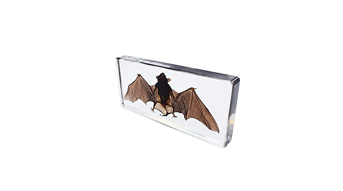 Real Bat Specimen in Resin for Science & Education | Unique Display