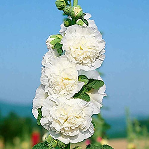 Outsidepride Perennial Alcea Rosea Chaters Double White Hollyhock Garden Flower Climbing Vine Plants - 100 Seeds