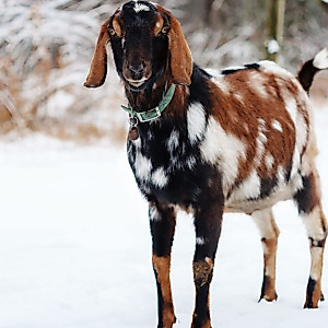TIHOOD 18PCS Cow Horse Sheep Grazing Copper Bells Small Brass Bells Cattle Goat Farm Loud Bronze Bell Long Distance Horse Sheep Iron Bells for Christmas Decoration (Red Bronze)