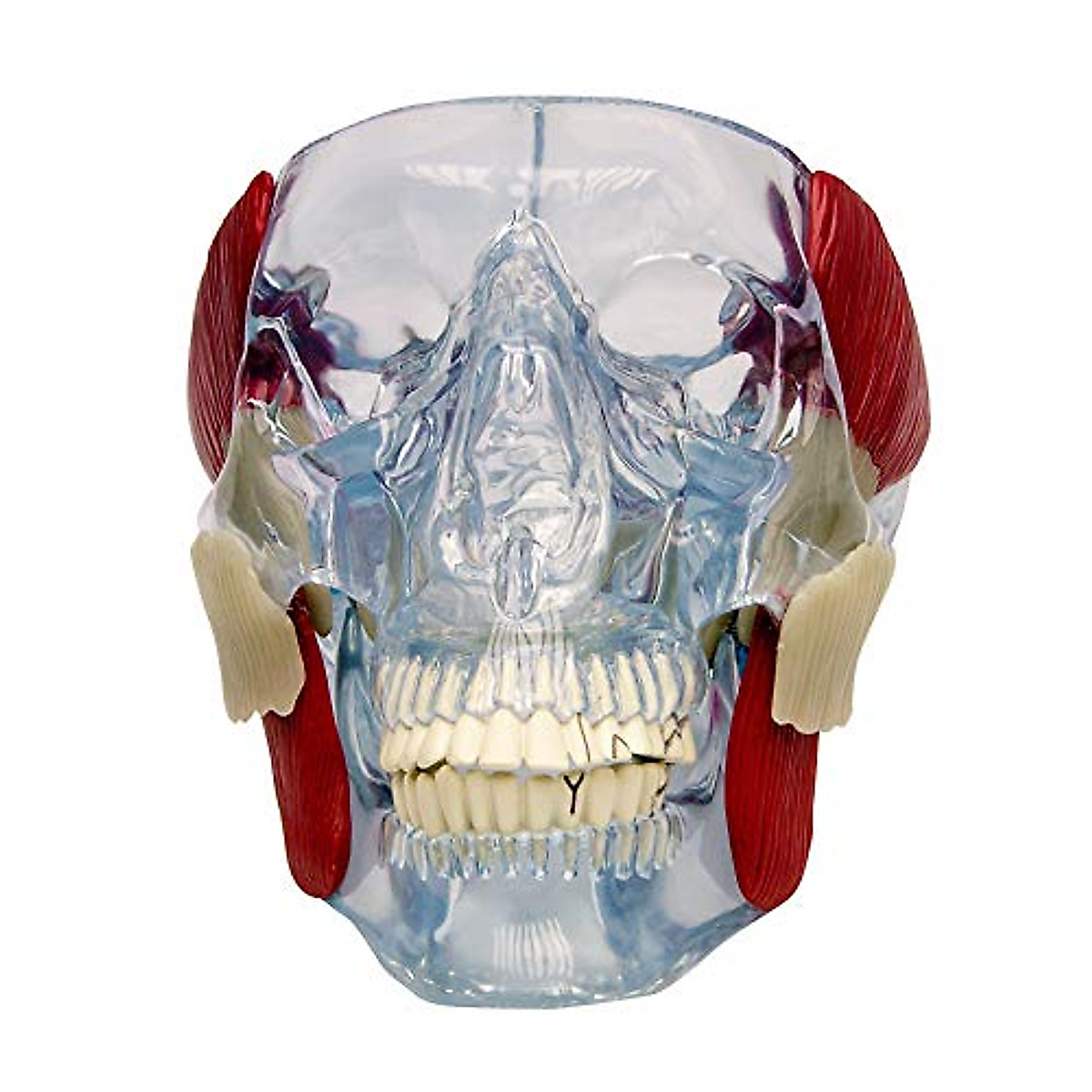 GPI Anatomicals - Temporomandibular Joint (TMJ) Model, Replica with Pathologies for Human Anatomy and Physiology Education, Anatomy Model for Doctor's Offices and Classrooms, Medical Study Supplies