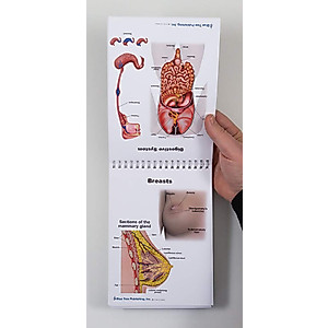 Female Anatomy (Flip Chart)