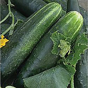 Japanese Climbing Cucumbers Seeds (20+ Seeds) | Non GMO | Vegetable Fruit Herb Flower Seeds for Planting | Home Garden Greenhouse Pack