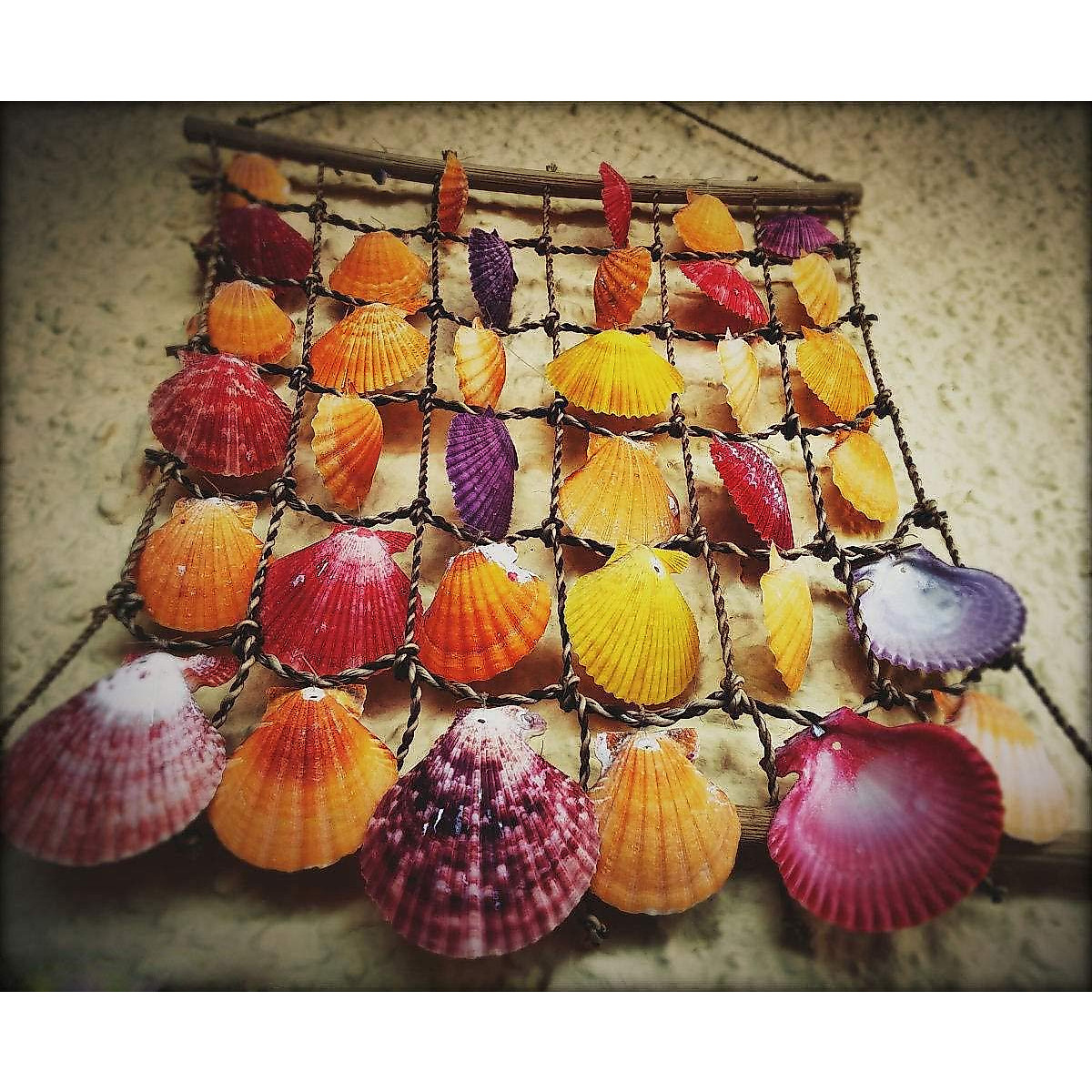 Sea Shells Mixed Beach Seashells 9 Kinds 1.2"-3.5 "Various Sizes Natural Seashells and 2 Kinds of Natural Starfish for Beach Themed Party DIY Crafts FishTank Vase Fillers Home Wedding Decorations