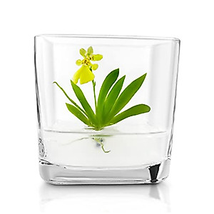 BLOOMIFY Miniature Orchid Terrarium, Open Pot Design, Maintenance Free, 3" Glass Votive