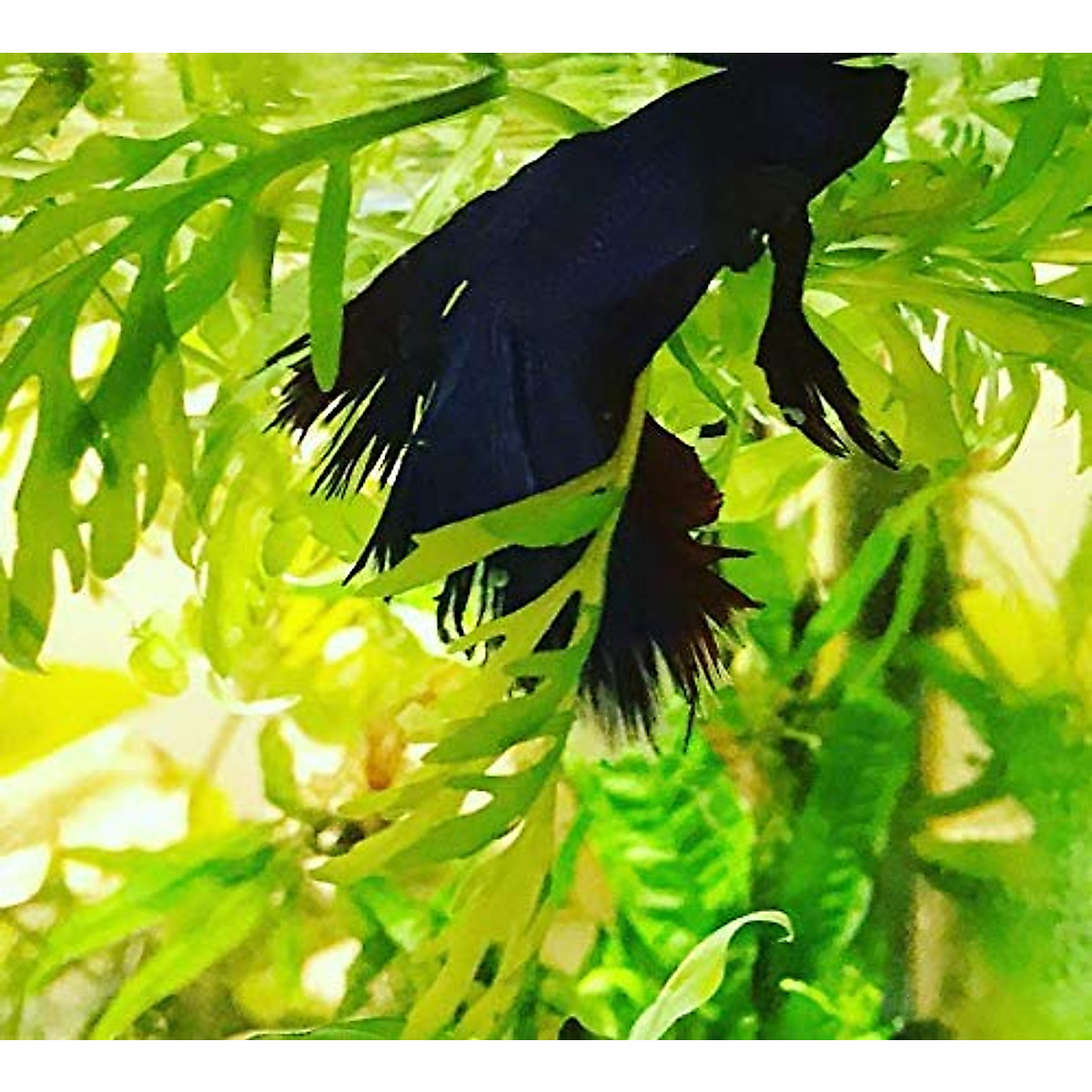 Planterest – Water Wisteria Hygrophila Difformis Bunch Live Aquarium Plant Decorations BUY2GET1FREE