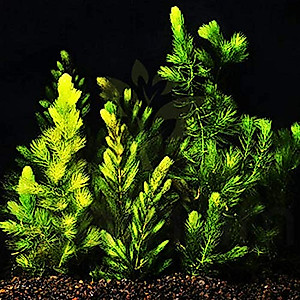 Mainam 1 Hornwort Bunch + 3 Anacharis Freshcut for Pond Live Aquarium Plant Tropical Oxygenating