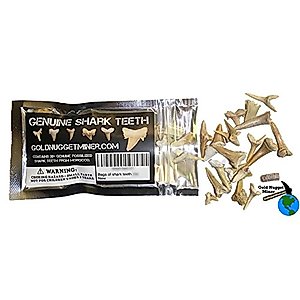 Bag of Genuine Shark Teeth - Fossilized Moroccan Teeth!