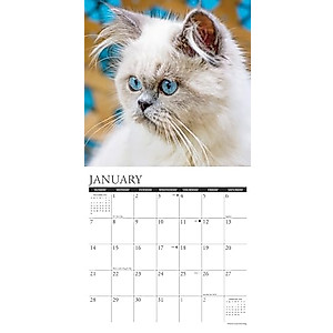 Willow Creek Press Himalayan Cats Monthly 2024 Wall Calendar (12" x 12")