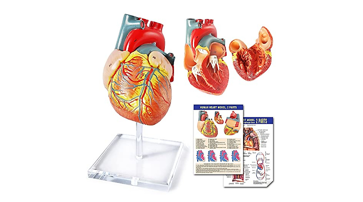 Human Heart Model for Anatomy - 2-Part Life Size Cardiac Tool