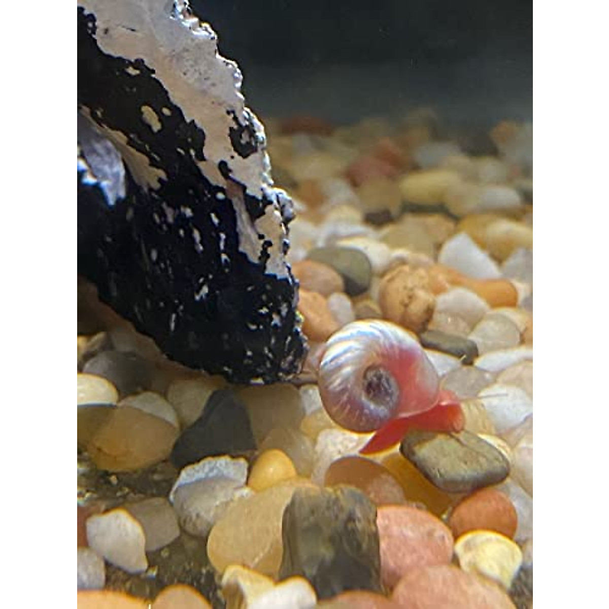 Ramshorn Snails - Pink - Leopard - Gold - Mixed Colors - Live 10+ for Freshwater Ponds/Aquariums - Bred and Raised by Bubbles Up Aquatics, pink, red, blue, gold, brown