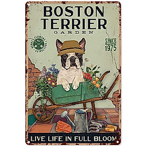 Eeypy Garden Wall Art Outdoor Boston Terrier Garden Live Life In Full Bloom Tin Sign Decoration Vintage Chic Metal Poster Wall Decor Art Gift for Home Outside Farm Garden Garage Outdoor 16x12 inch
