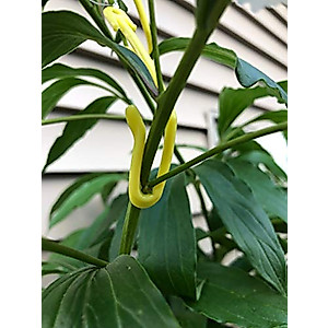 Plant Yoyo Hangers - 20 Pack - 2 Hooks - Plant Support for Stems & Branches with Heavy Buds, Colas, Flowers, Fruits & Vegetables - Great for Grow Tent, Grow Room, and Garden