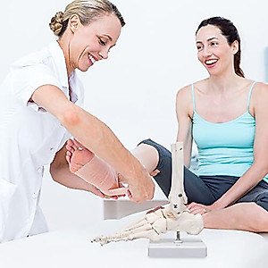 RONTEN Human Foot Skeletal Model, Life-Size Model Showing The Fibula, Tibia, Tarsus, Metatarsal and Phalanges of The Human Left Foot, Simulating Natural Motion