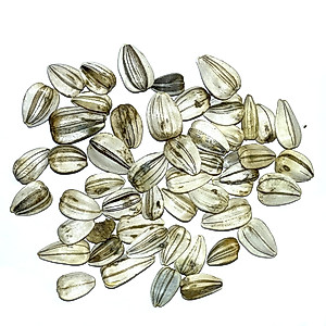 Seed Needs, Mammoth Grey Stripe Sunflower Seeds - 50 Heirloom Seeds for Planting Helianthus annuus - Non-GMO & Untreated - Attracts Pollinators (1 Small Pack)